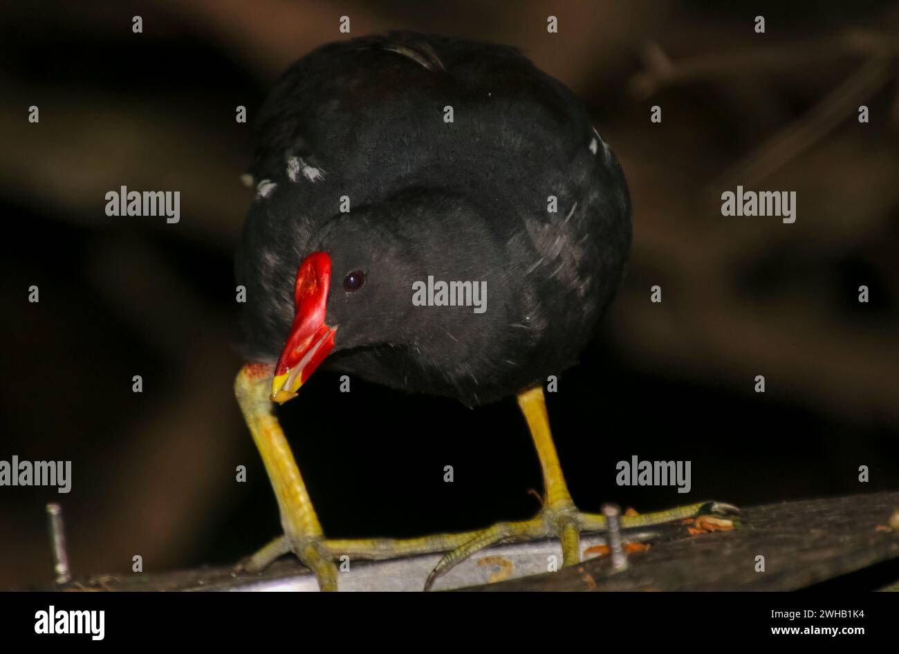 common moorhen (Gallinula chloropus), also known as the waterhen or ...