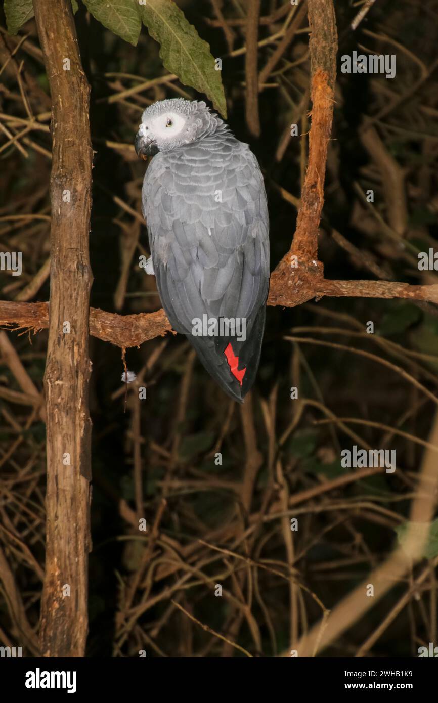 Birds of congo hi-res stock photography and images - Alamy