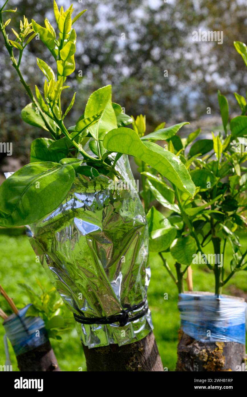 grafting branches onto a citrus tree trunk Photographed in Israel Stock ...