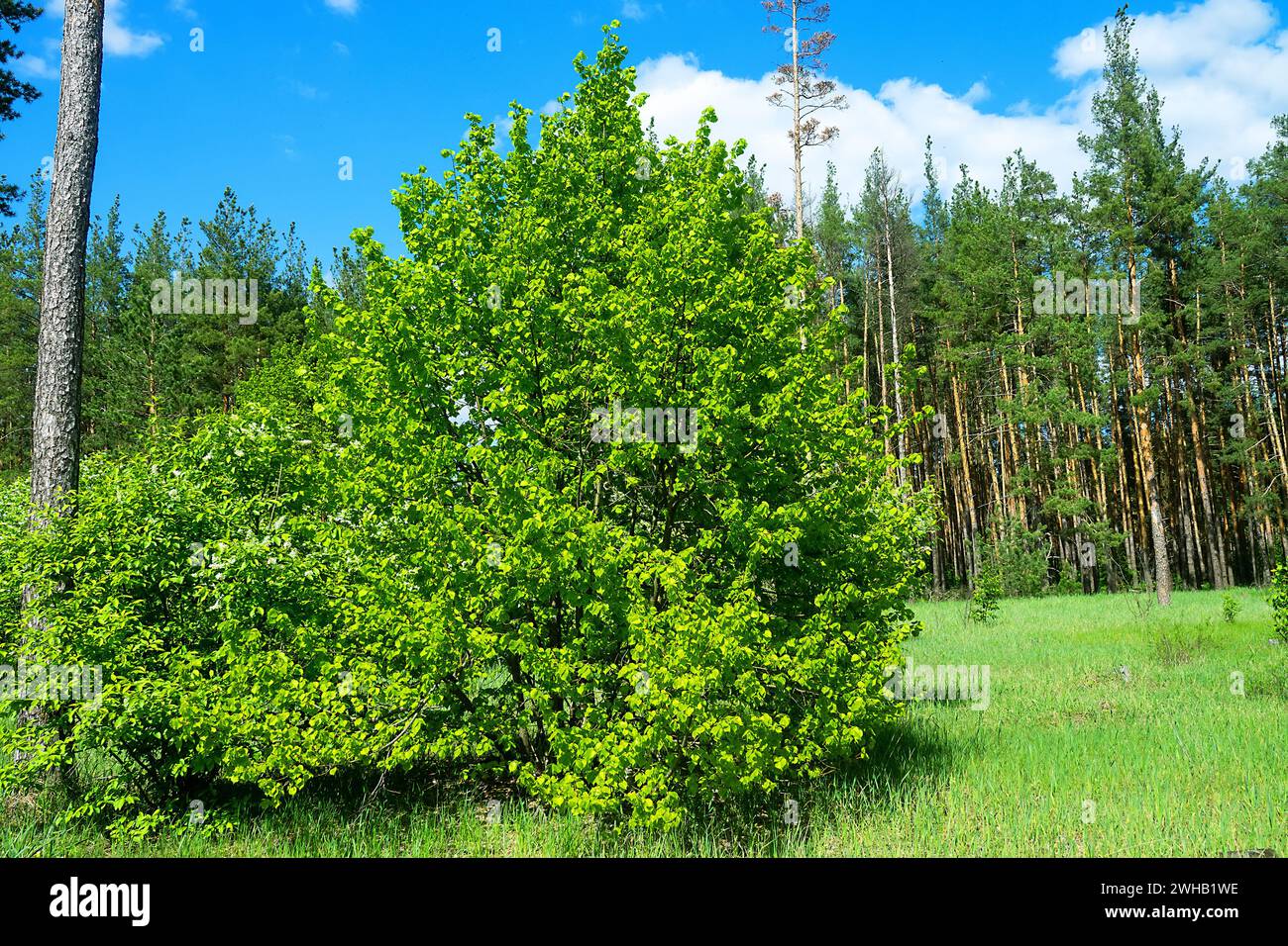 Hazel bush on the edge of a long-planted pine forest. on the left is a ...