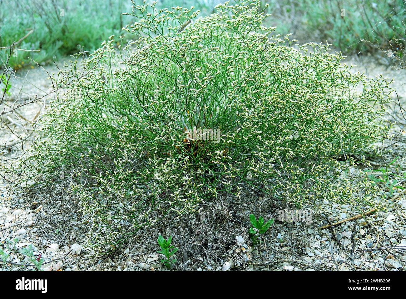 Algerian species hi-res stock photography and images - Alamy