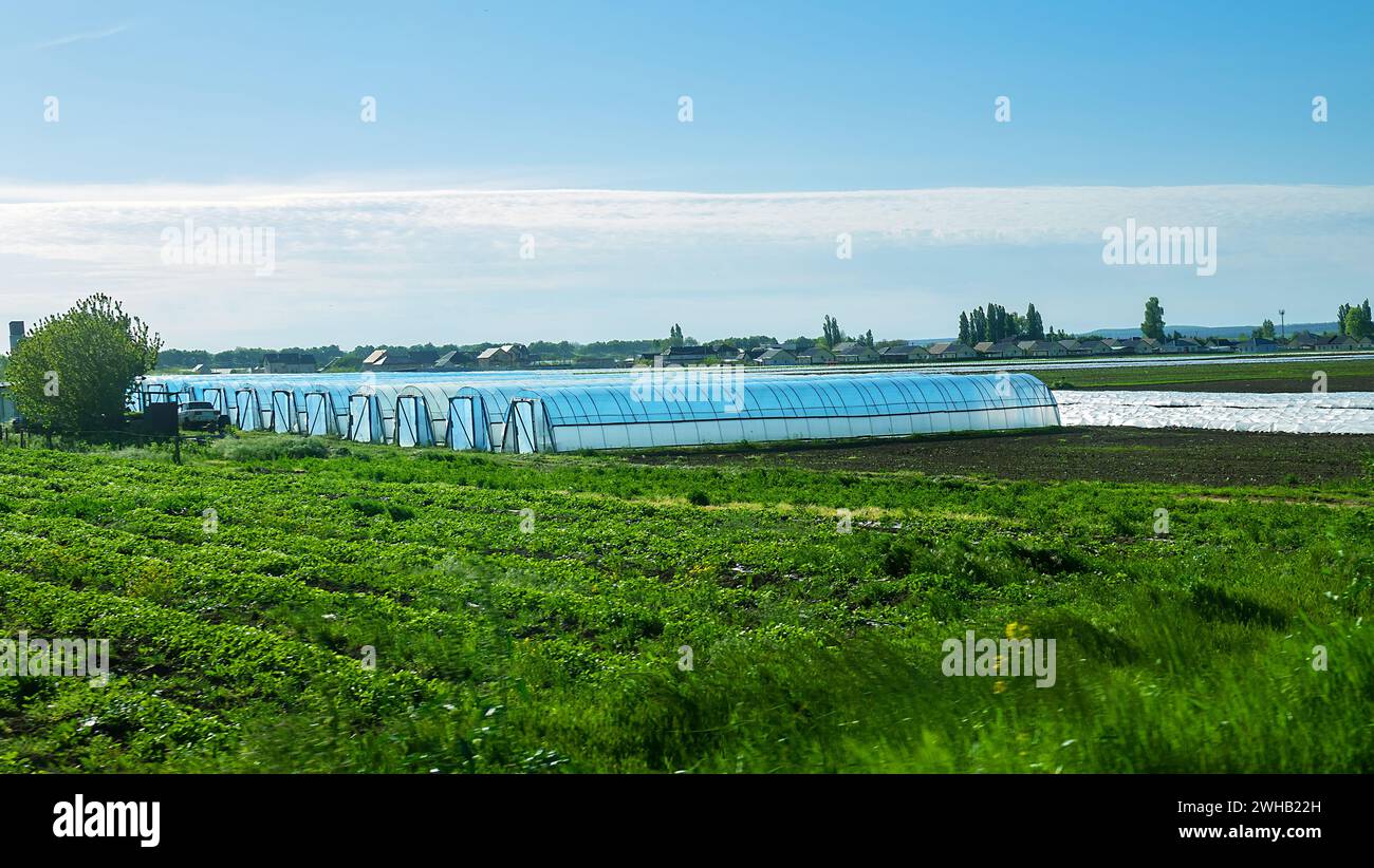 Growing vegetables under a film and in a greenhouse on an industrial ...