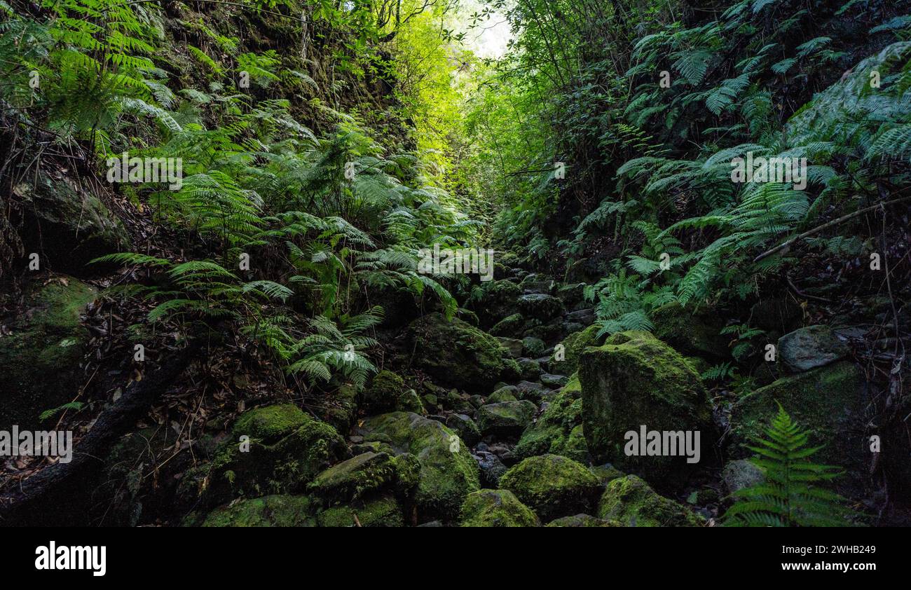 The deep tropical jungle of Madeira Island on the way to the hidden ...