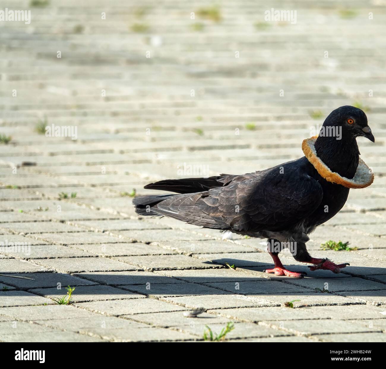 Piece of bread with hole was put around pigeon's neck by playful ...