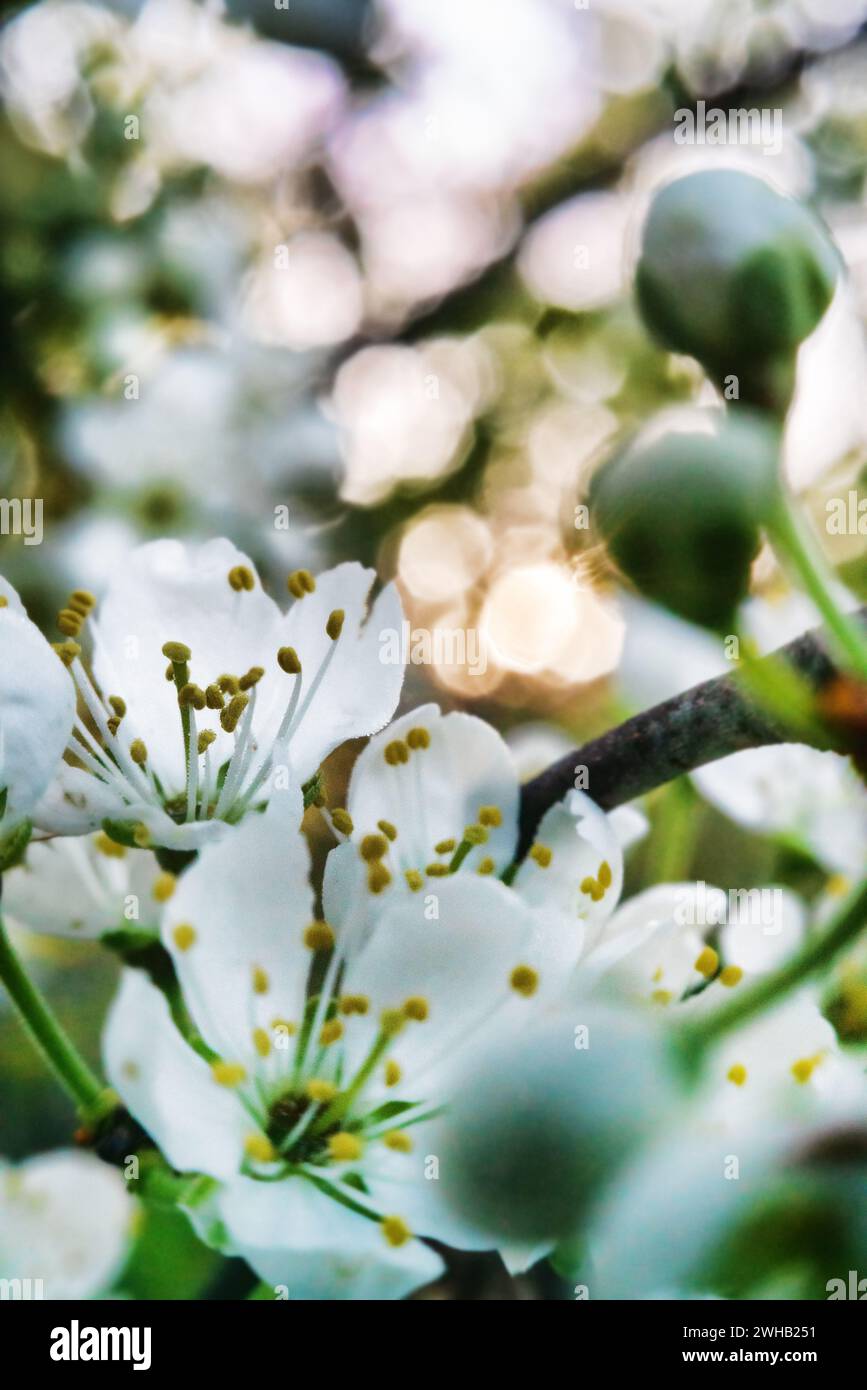 Blooming blackthorn (Prunus spinosa) thornbush (wait-a-minute). Forest ...
