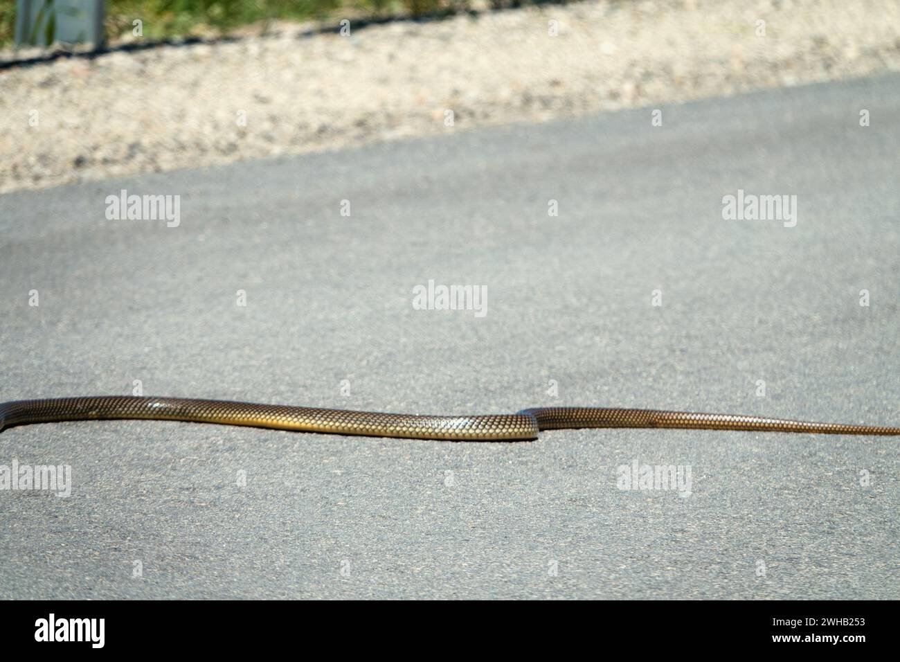 Large 1.5-meter Balkan snake (Coluber jugularis) on highway. It is very ...