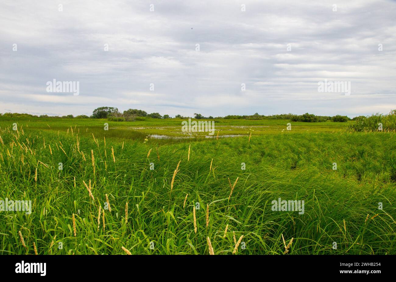 Deep pool, broad after flooding, flood meadows in flat river valley ...