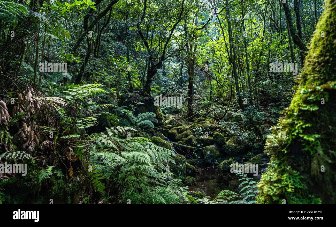 The deep tropical jungle of Madeira Island on the way to the hidden ...