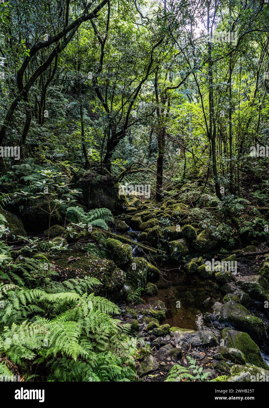 The deep tropical jungle of Madeira Island on the way to the hidden ...