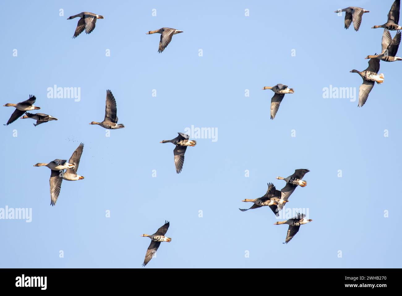 Bean goose (Anser fabalis) and white-fronted goose (Anser albifrons ...