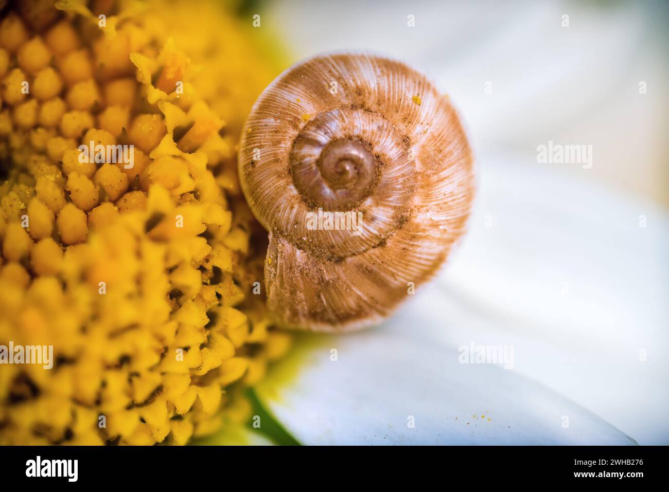 Logarithmic spiral of a snail pirn on a daisy Stock Photo - Alamy