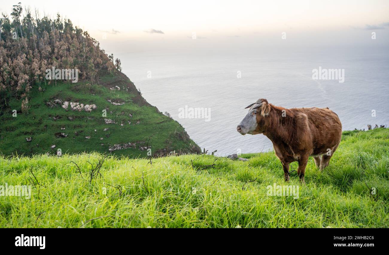 Cow grazing with the ocean behind in a beautiful landscape in Madeira ...