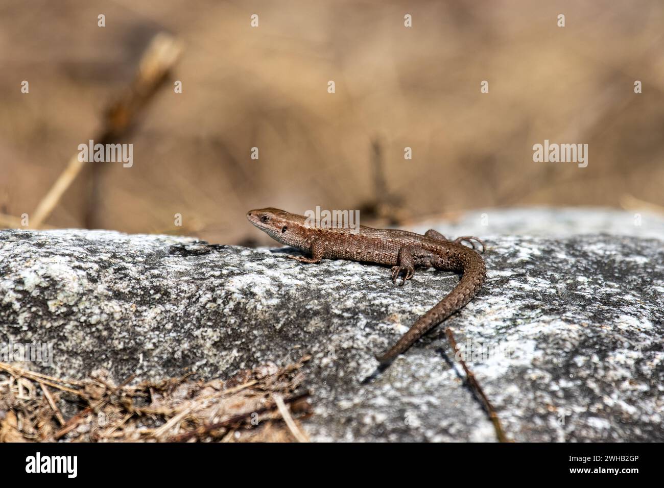 In the spring, the first Common English lizard (Lacerta vivipara) woke ...