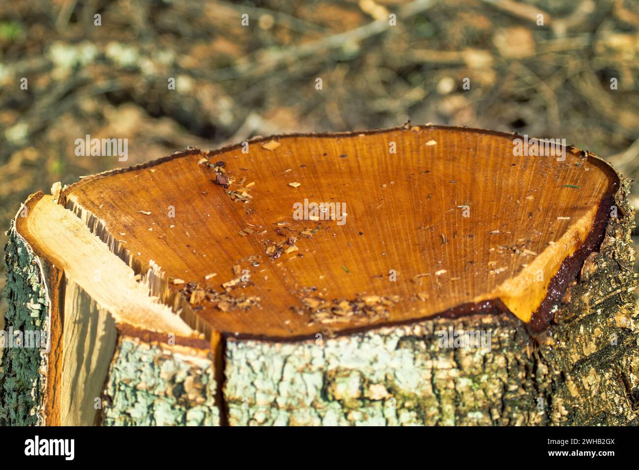 Forestry. Birch stumps after winter logging in the spring. The tree ...