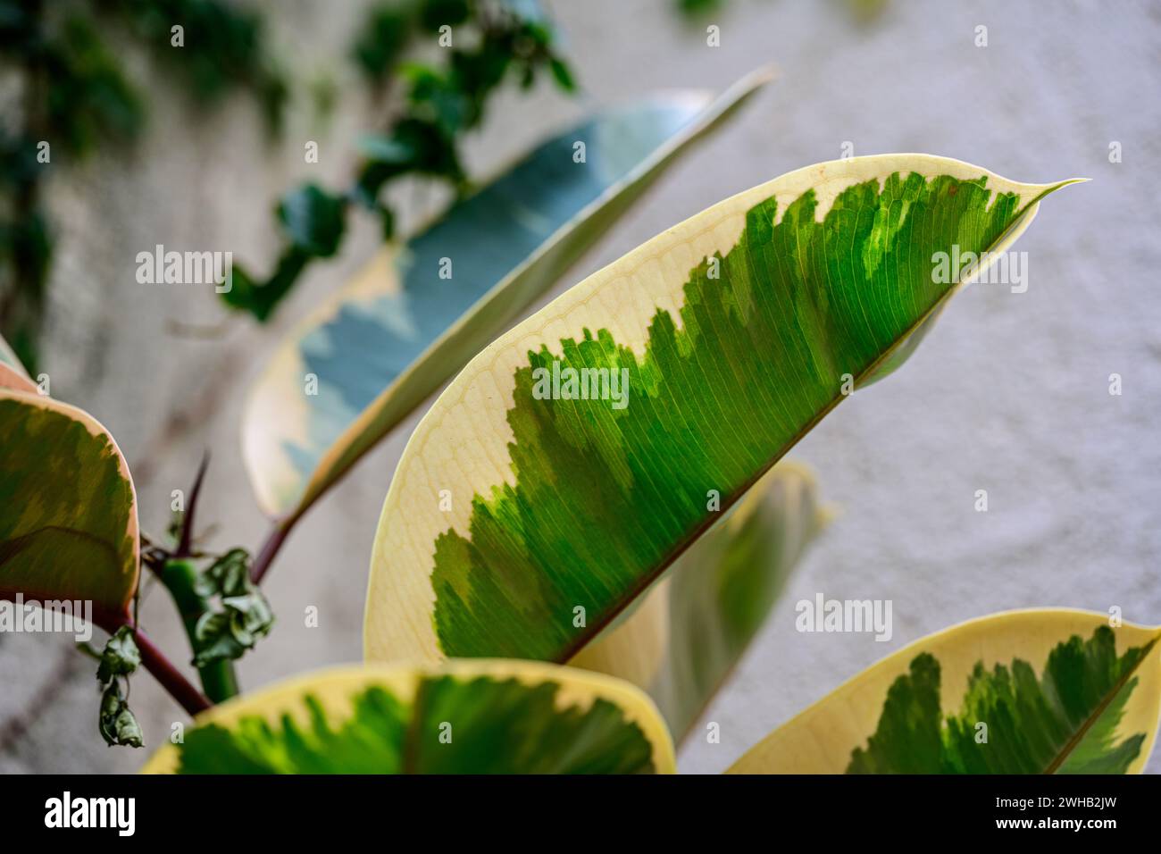 A variegated cultivar of the Ficus elastica (rubber tree) var. Tineke ...