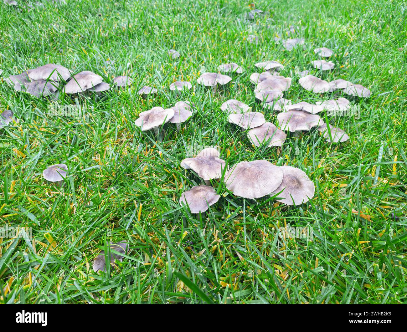 Fungal disease on a grass, bad lawn. Mushroom group in green grass ...