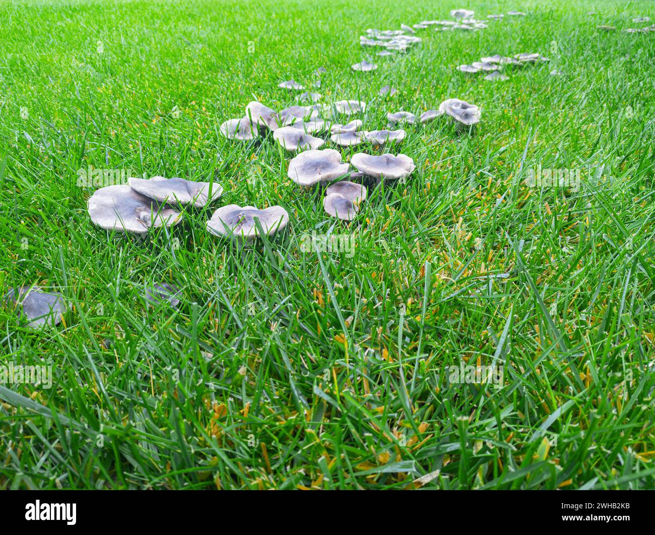 Fungal disease on a grass, bad lawn. Mushroom group in green grass ...