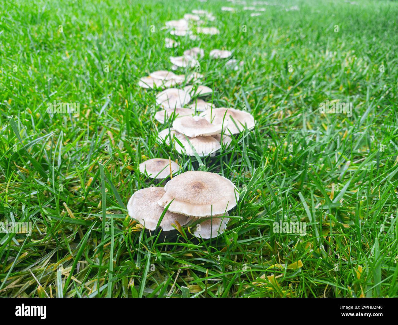 Fungal disease on a grass, bad lawn. Mushroom group in green grass ...