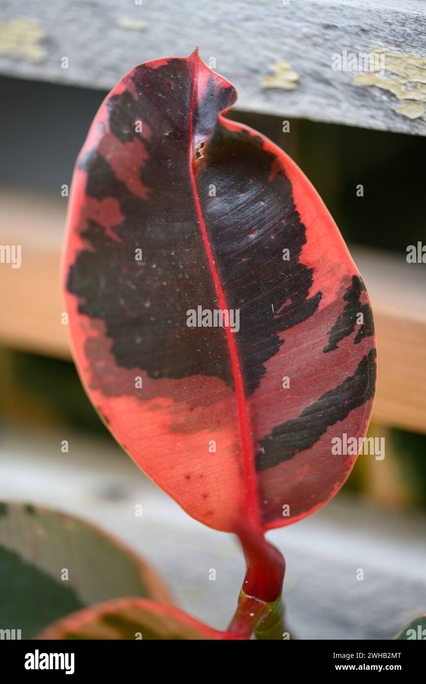 A variegated cultivar of the Ficus elastica (rubber tree) var. Tineke ...
