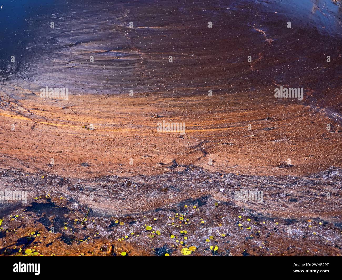 Heavily polluted water, surface biofilm, bacterial tuft. Blue-green ...