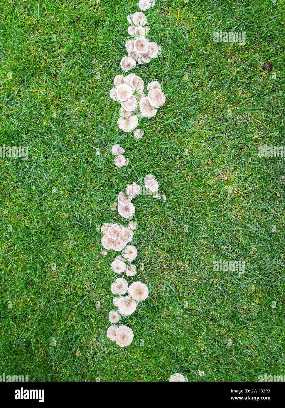 Fungal disease on a grass, bad lawn. Mushroom group in green grass ...