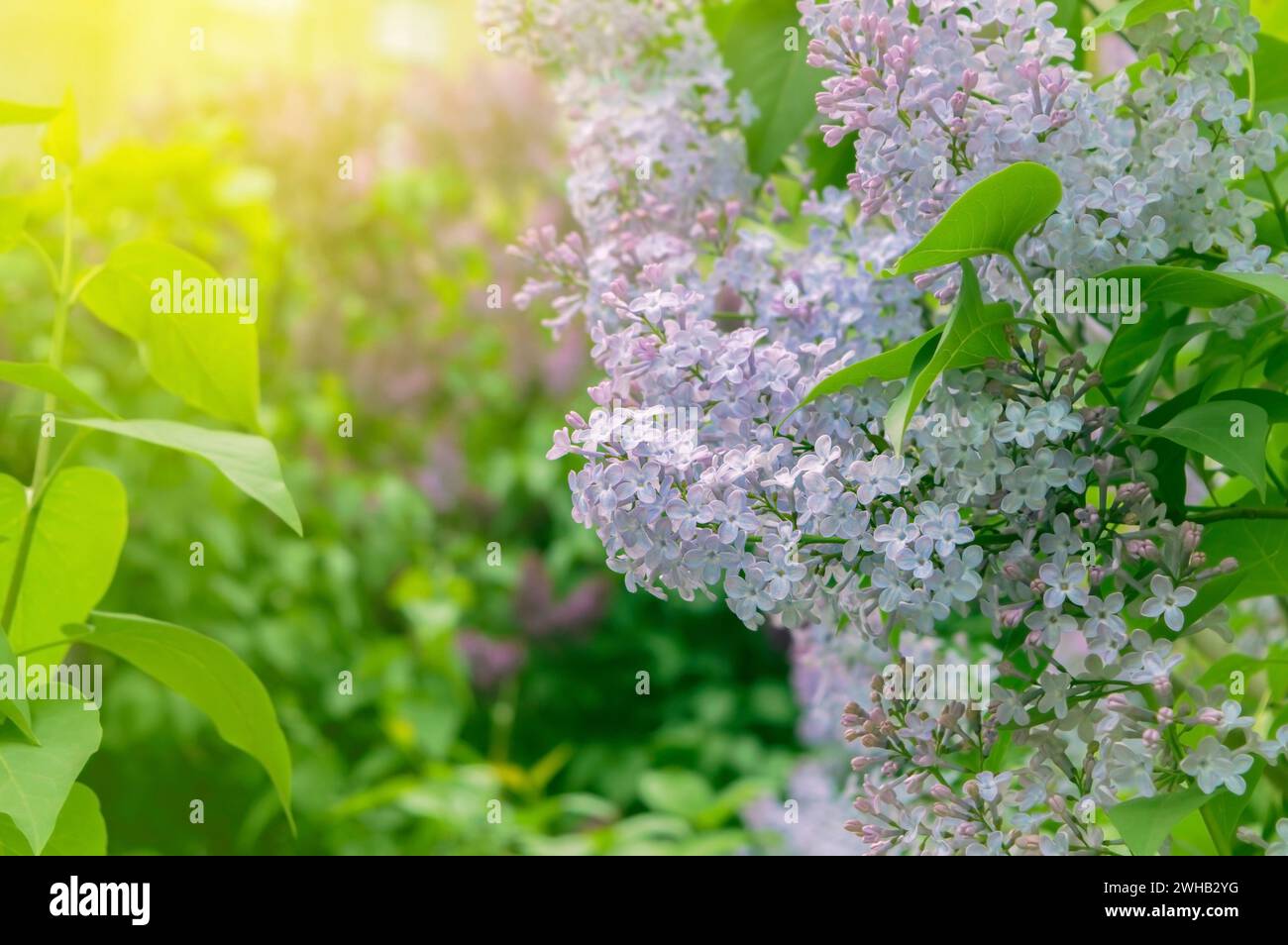 Lilac blooms in the sun. Spring blossom lilac flowers .beauty of nature ...