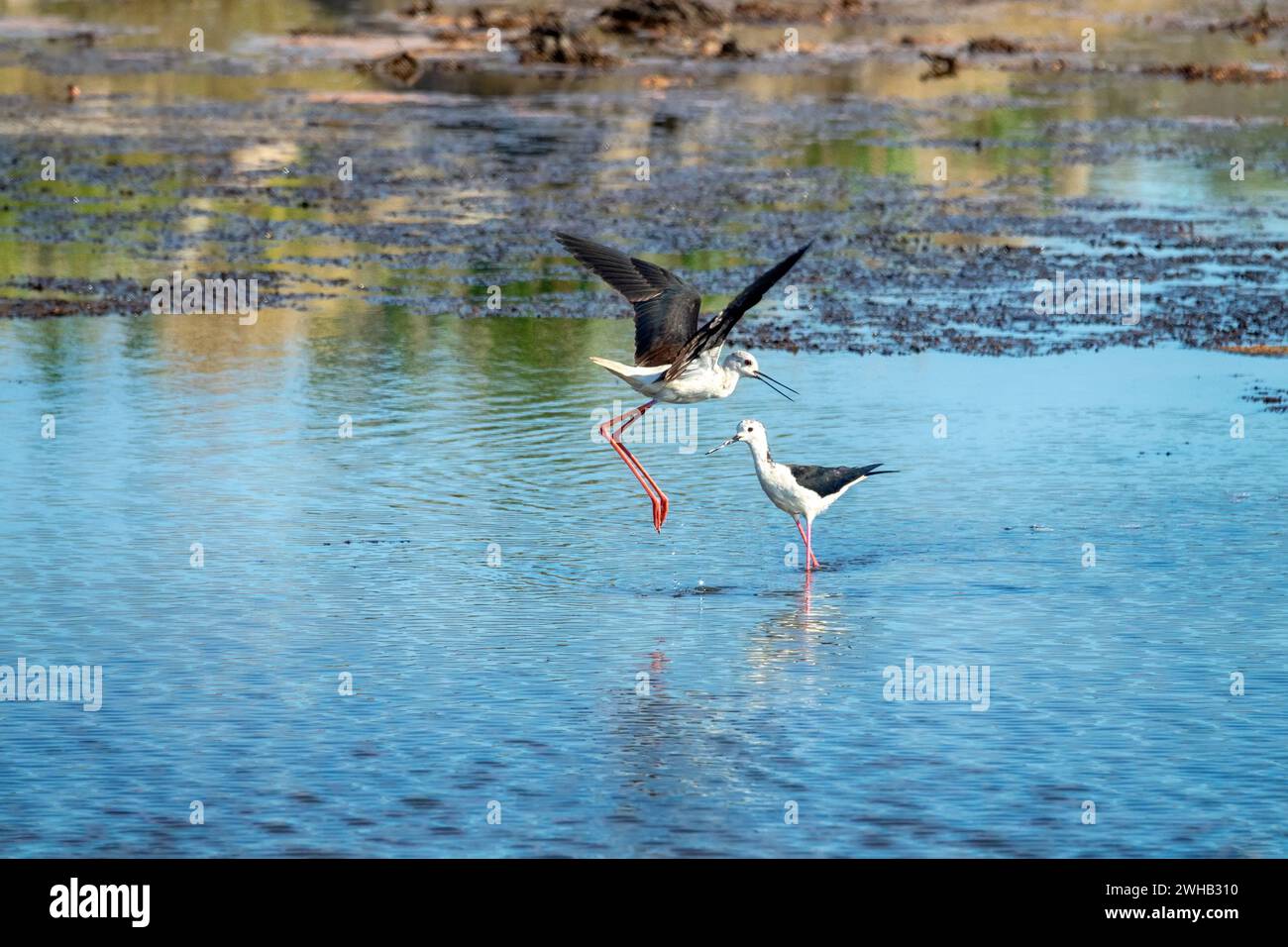 Black-winged stilts (Himantopus himantopus) as inhabitants of heavily ...