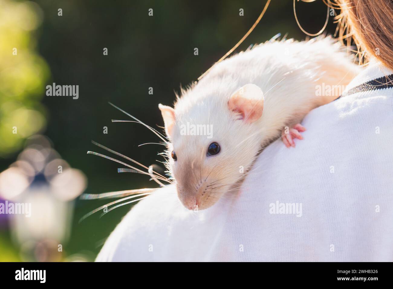 Cute male Dumbo rat, a variety of decorative domestic fancy rat sitting ...