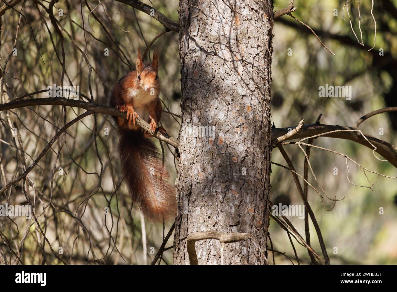 Red squirrel (Sciurus vulgaris) sitting on pine branch looking at ...