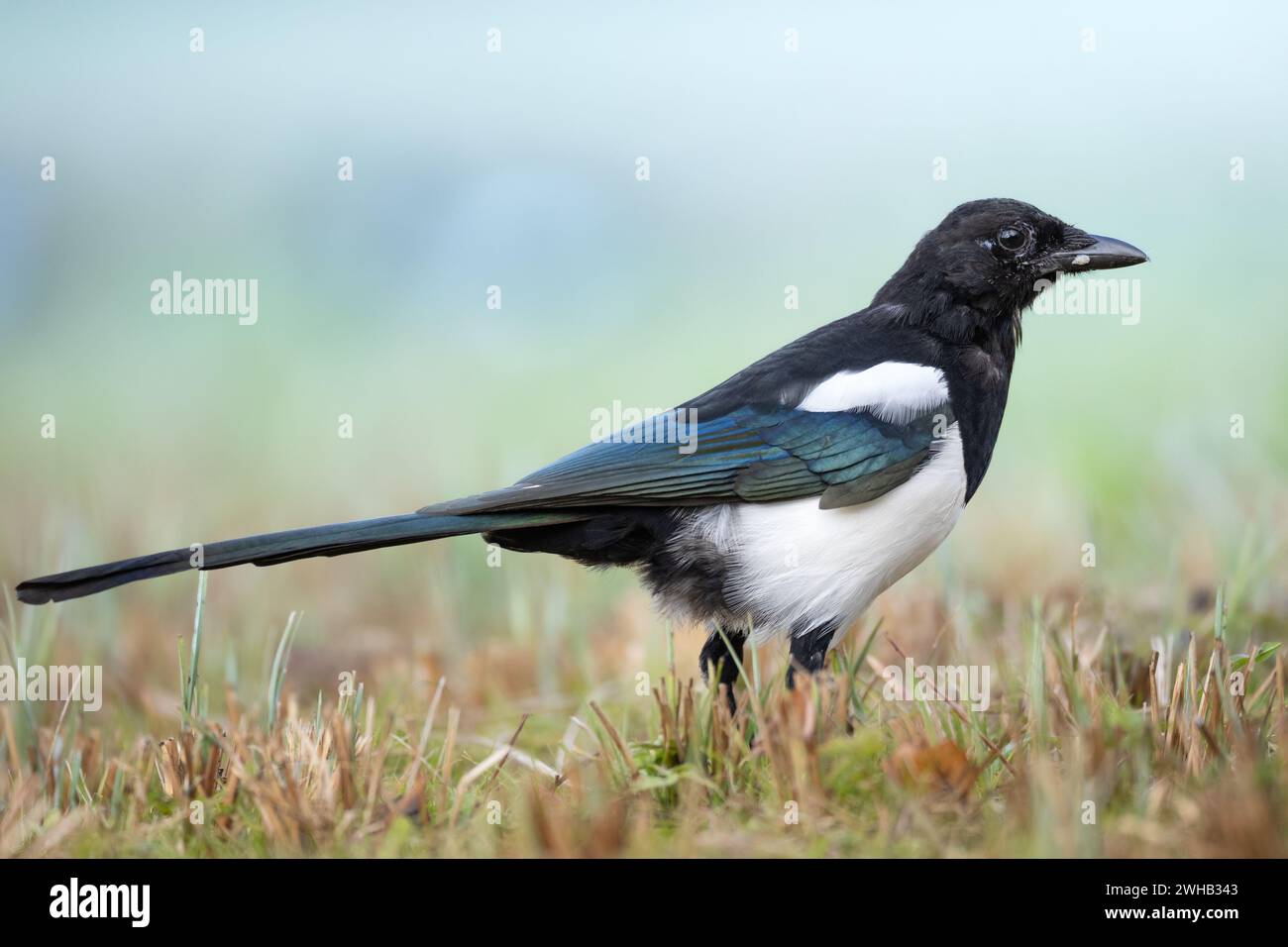 Bird - Common magpie Pica pica, very smart and clever bird with black ...