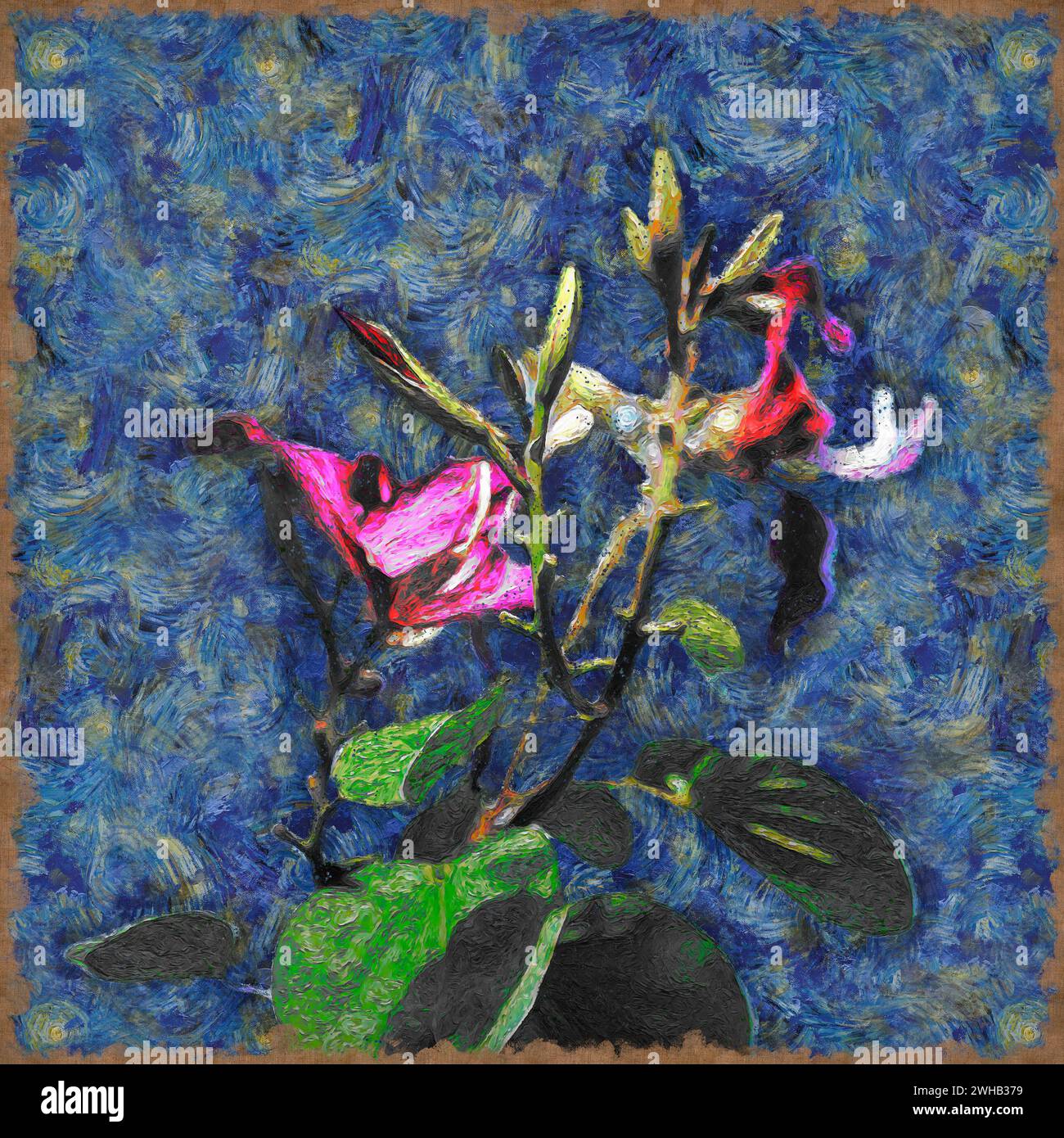 Digitally enhanced image of a Bauhinia variegata flowering tree in the ...