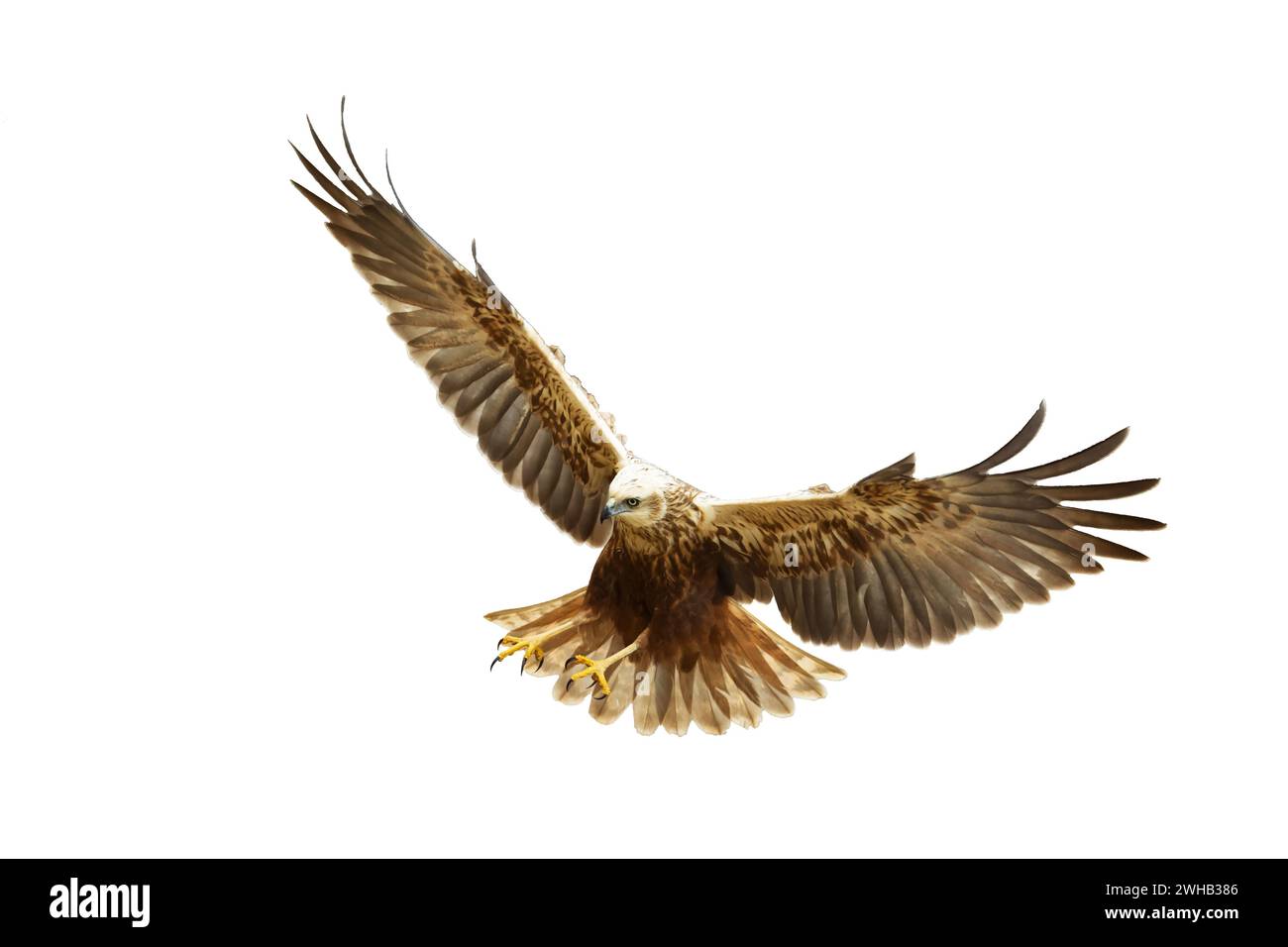 Bird of prey Marsh Harrier Circus aeruginosus isolated on white ...