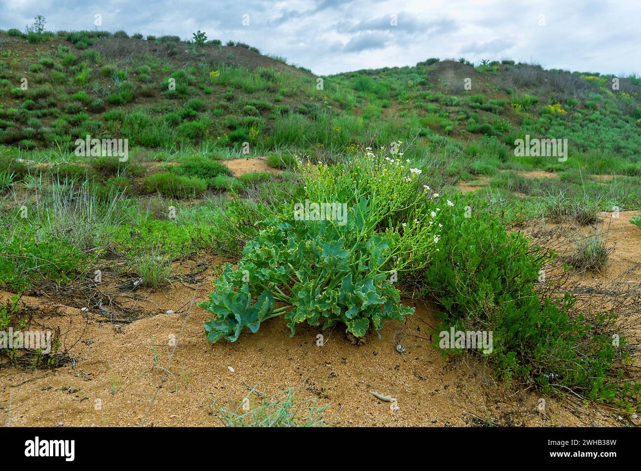 Psammophile hi-res stock photography and images - Alamy
