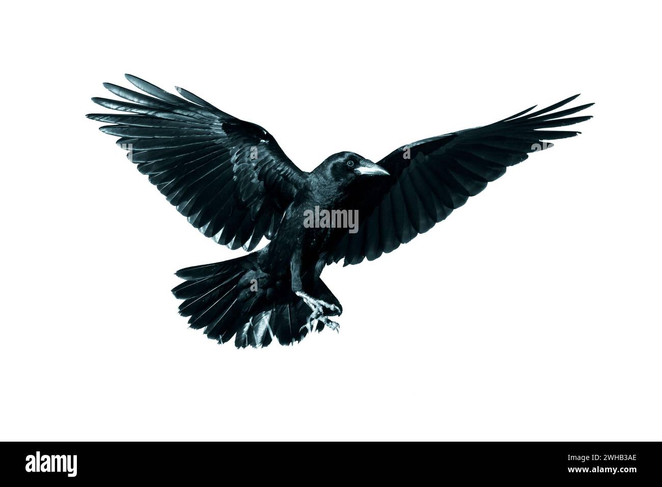 Rook Corvus frugilegus flying black bird isolated on white background ...