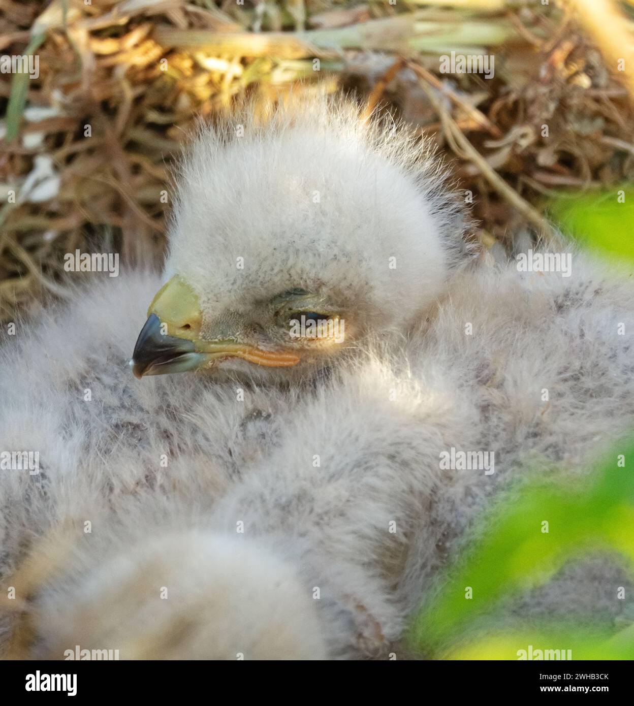 First food pyramid hi-res stock photography and images - Alamy