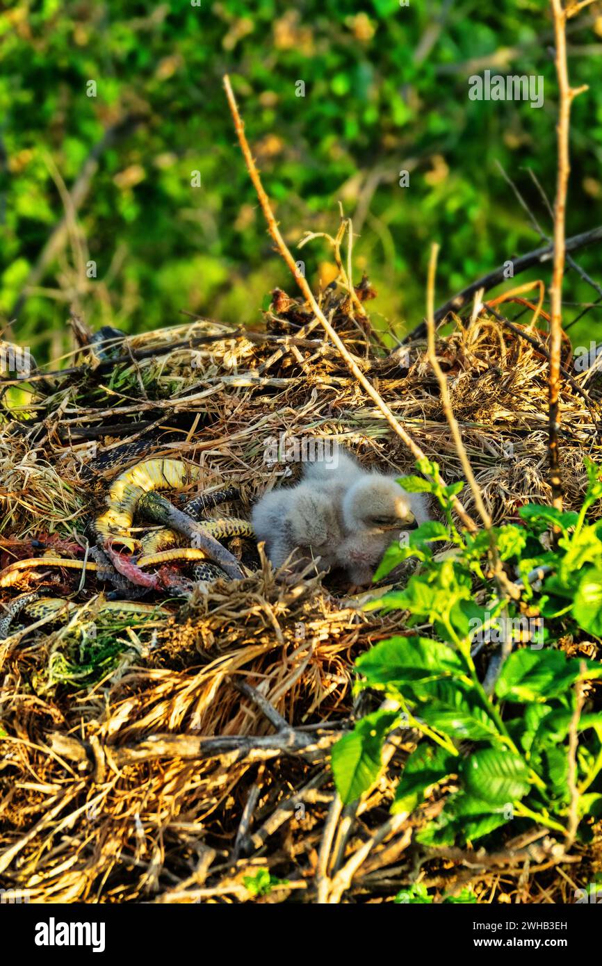 Long-legged buzzard (Buteo rufinus) nestlings are 5 days old, elder's ...