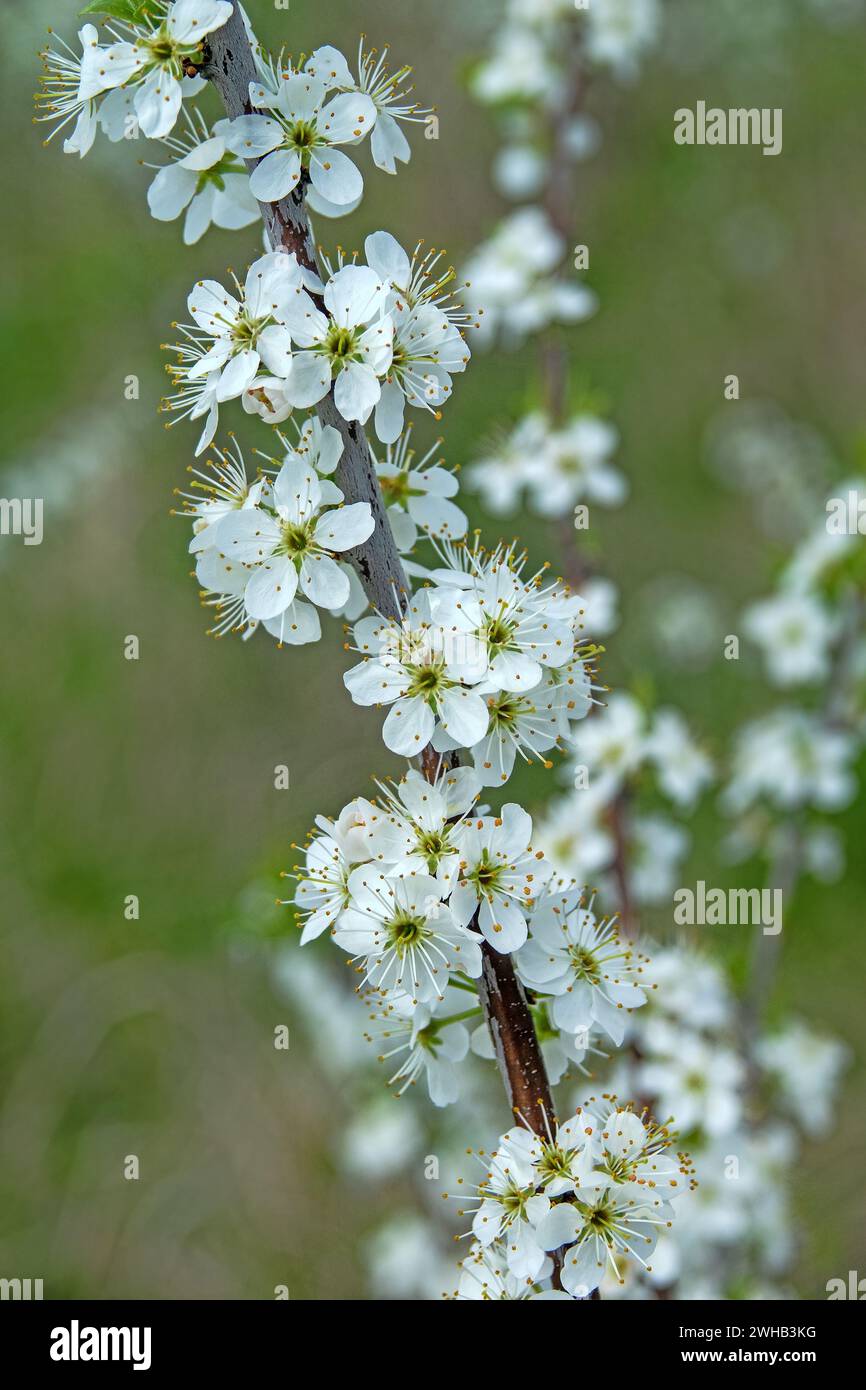 Blackthorn (Prunus spinosa) thornbush. Plot of forest-steppe, blooming ...
