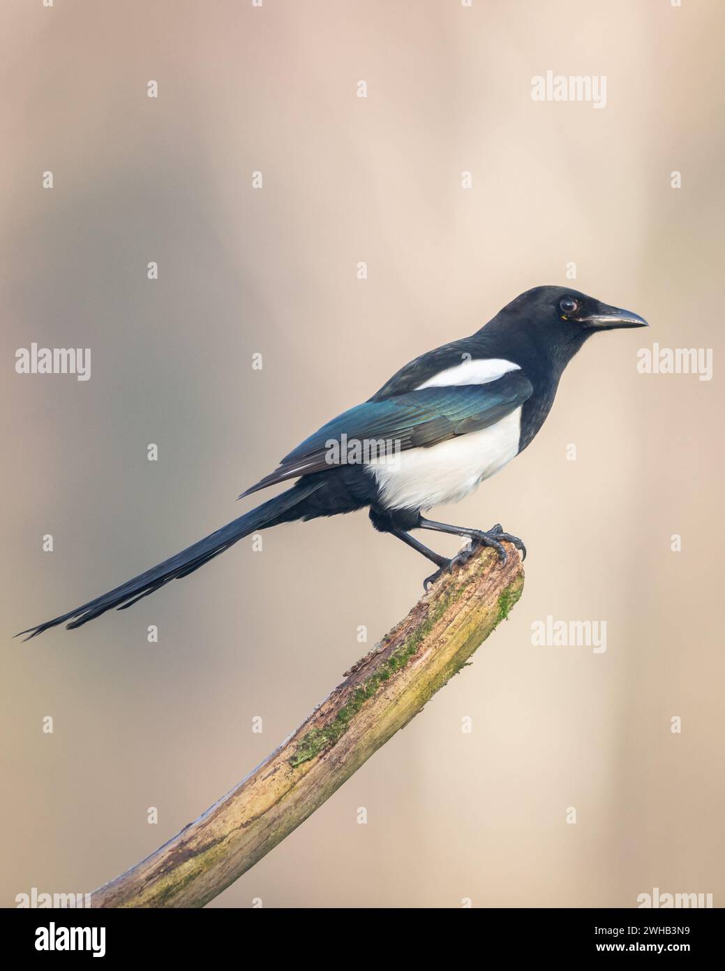 Bird - Common magpie Pica pica, very smart and clever bird with black ...