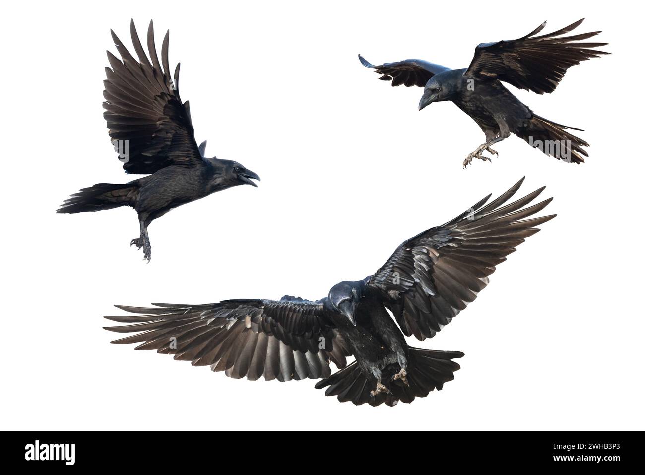 Birds flying ravens isolated on white background Corvus corax ...