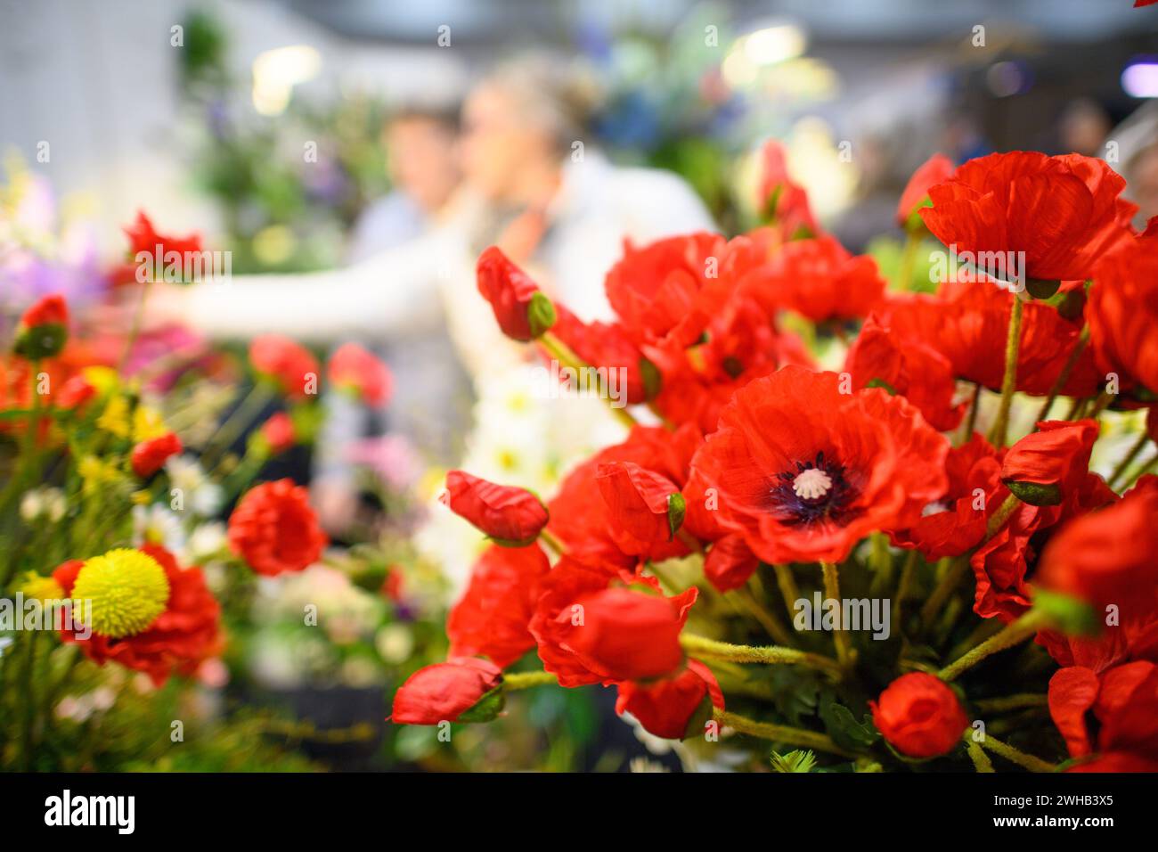Magdeburg, Germany. 09th Feb, 2024. Flowers bloom at the Gartenträume ...