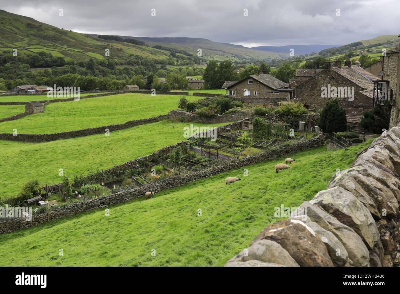 Stone barns and sheep at Gunnerside village, Swaledale; Yorkshire Dales ...