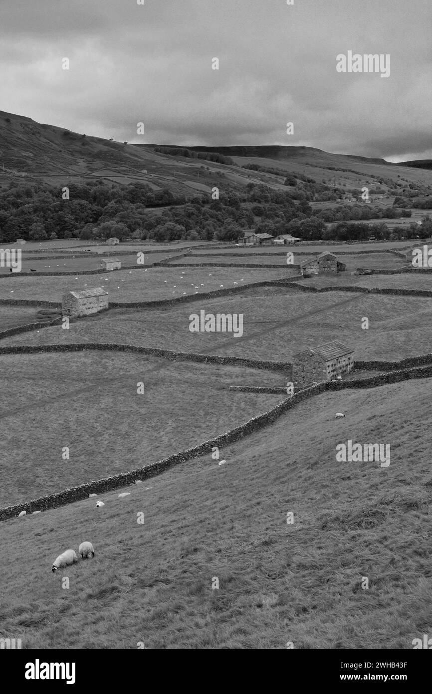 Stone barns and sheep at Gunnerside village, Swaledale; Yorkshire Dales ...