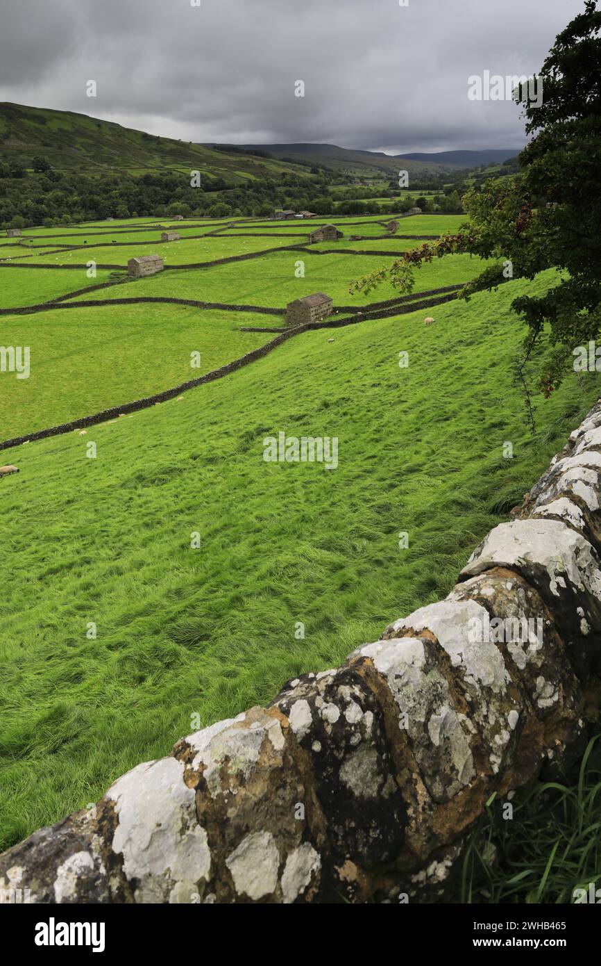 Stone barns and sheep at Gunnerside village, Swaledale; Yorkshire Dales ...