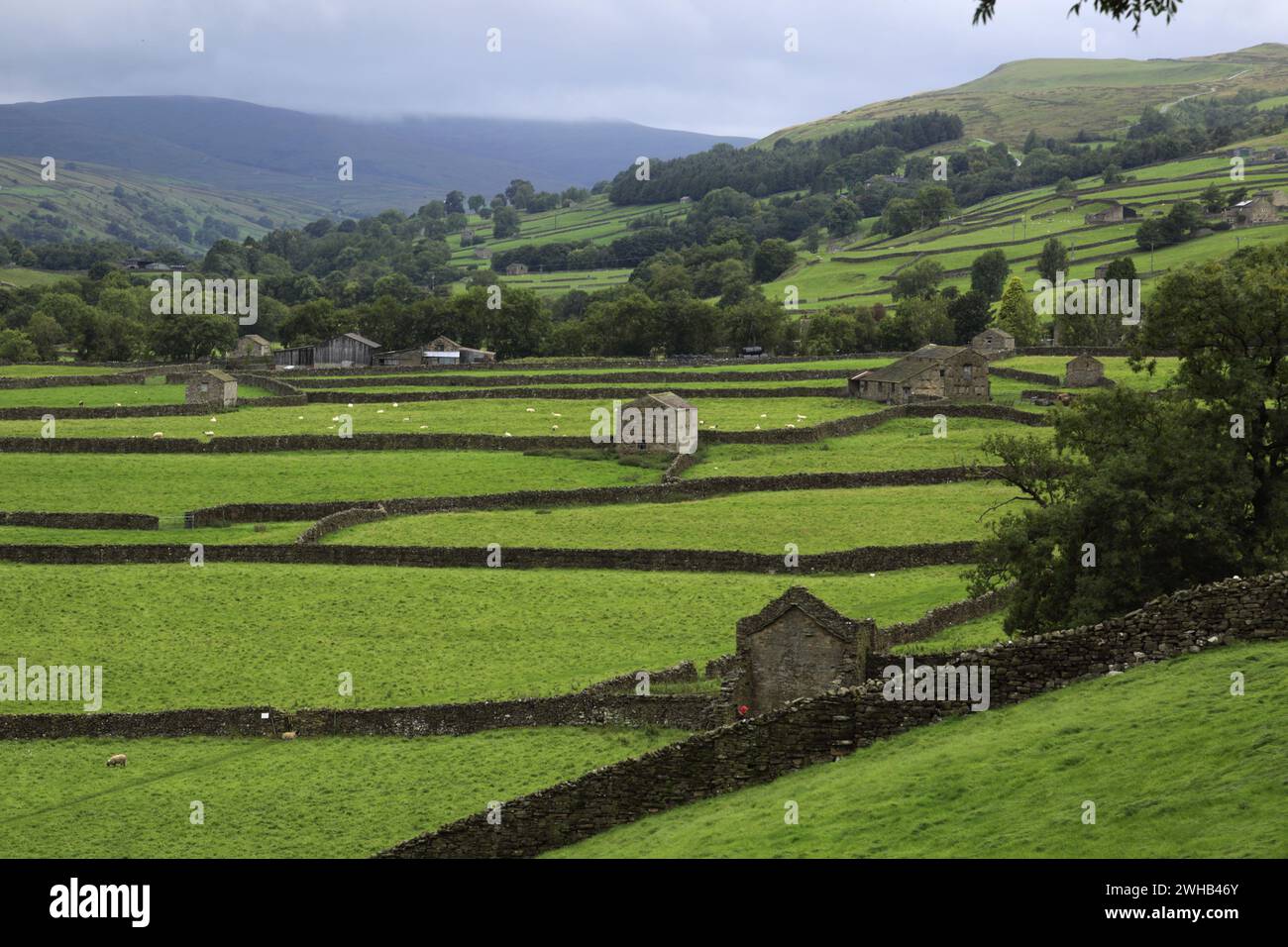 Stone barns and sheep at Gunnerside village, Swaledale; Yorkshire Dales ...