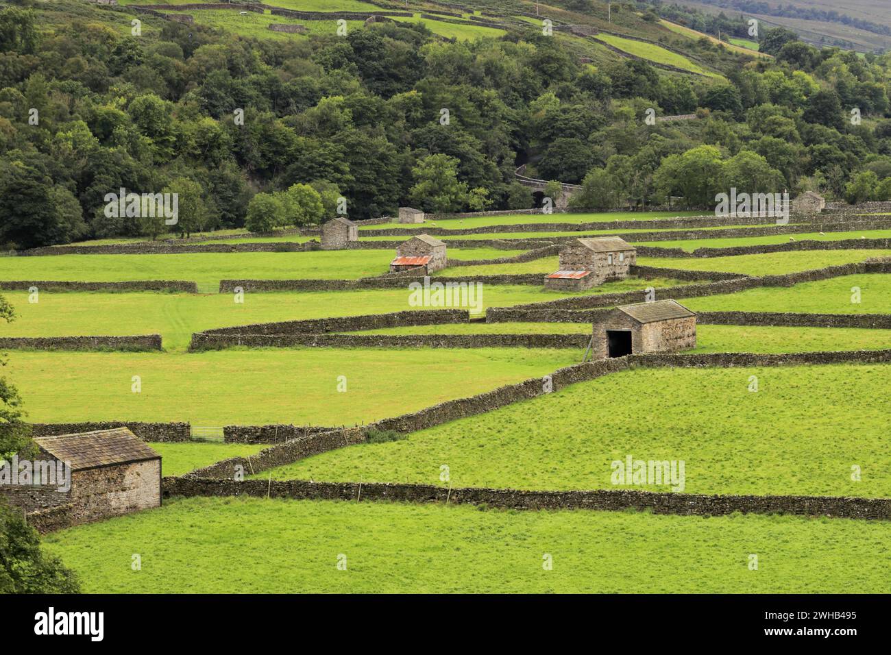 Stone barns and sheep at Gunnerside village, Swaledale; Yorkshire Dales ...