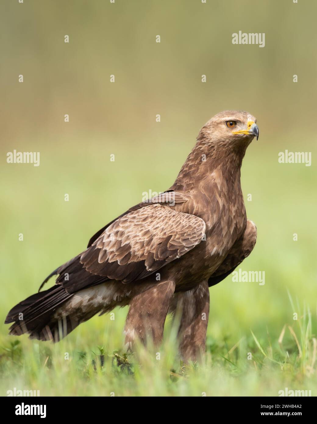 Birds of prey - Lesser Spotted Eagle Aquila pomarina , hunting time ...