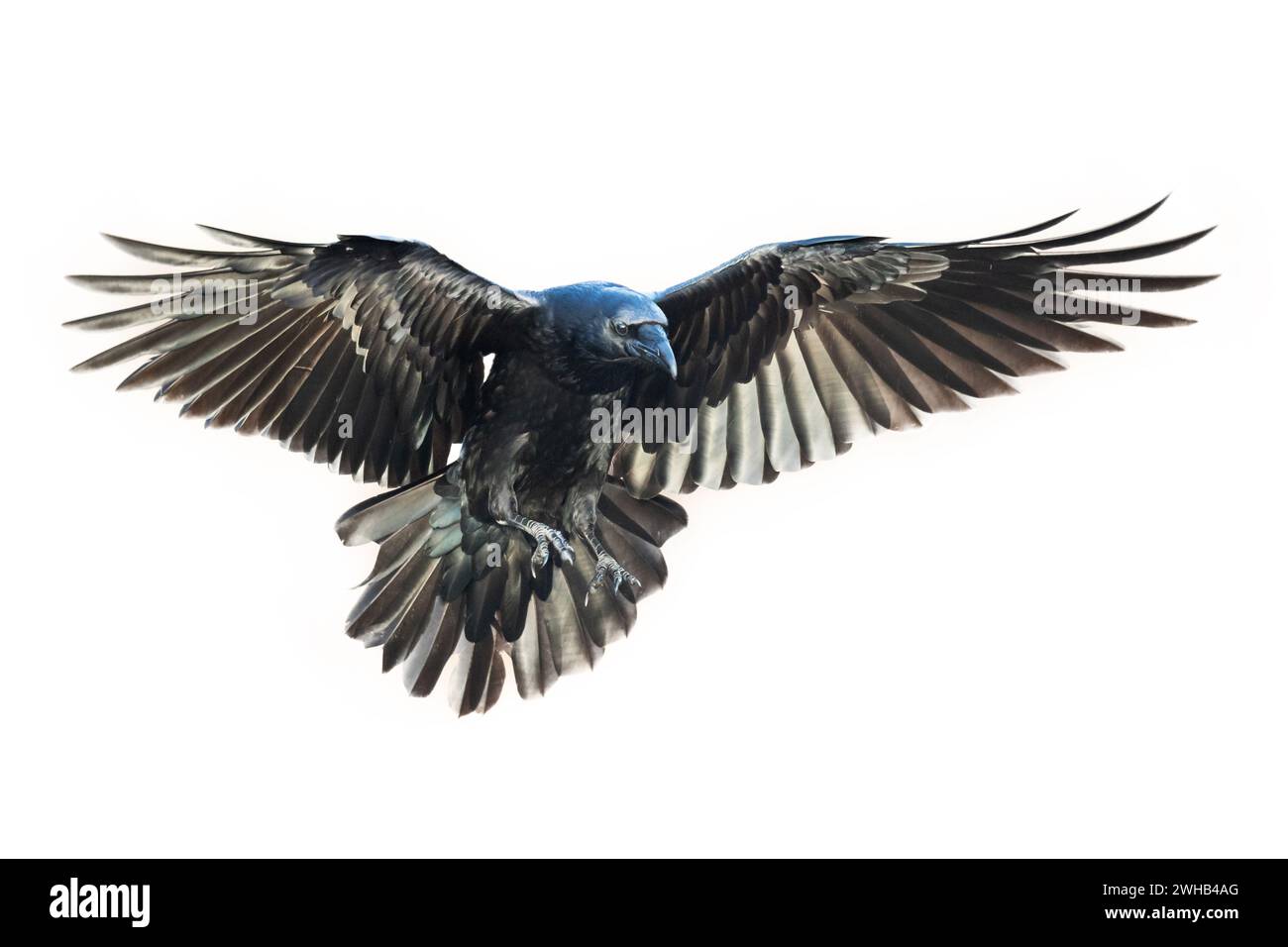 Birds flying ravens isolated on white background Corvus corax ...