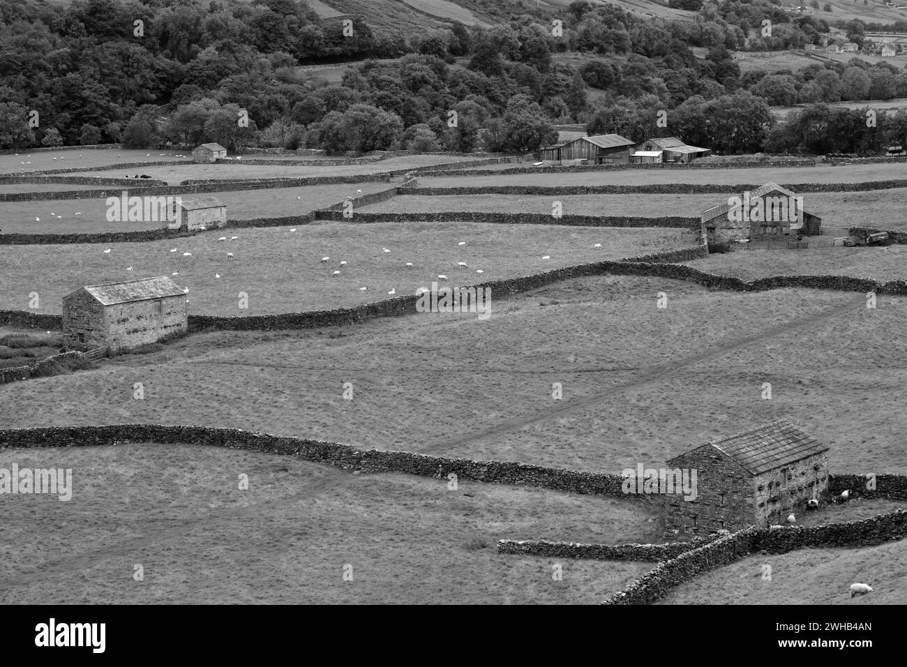 Stone barns and sheep at Gunnerside village, Swaledale; Yorkshire Dales ...