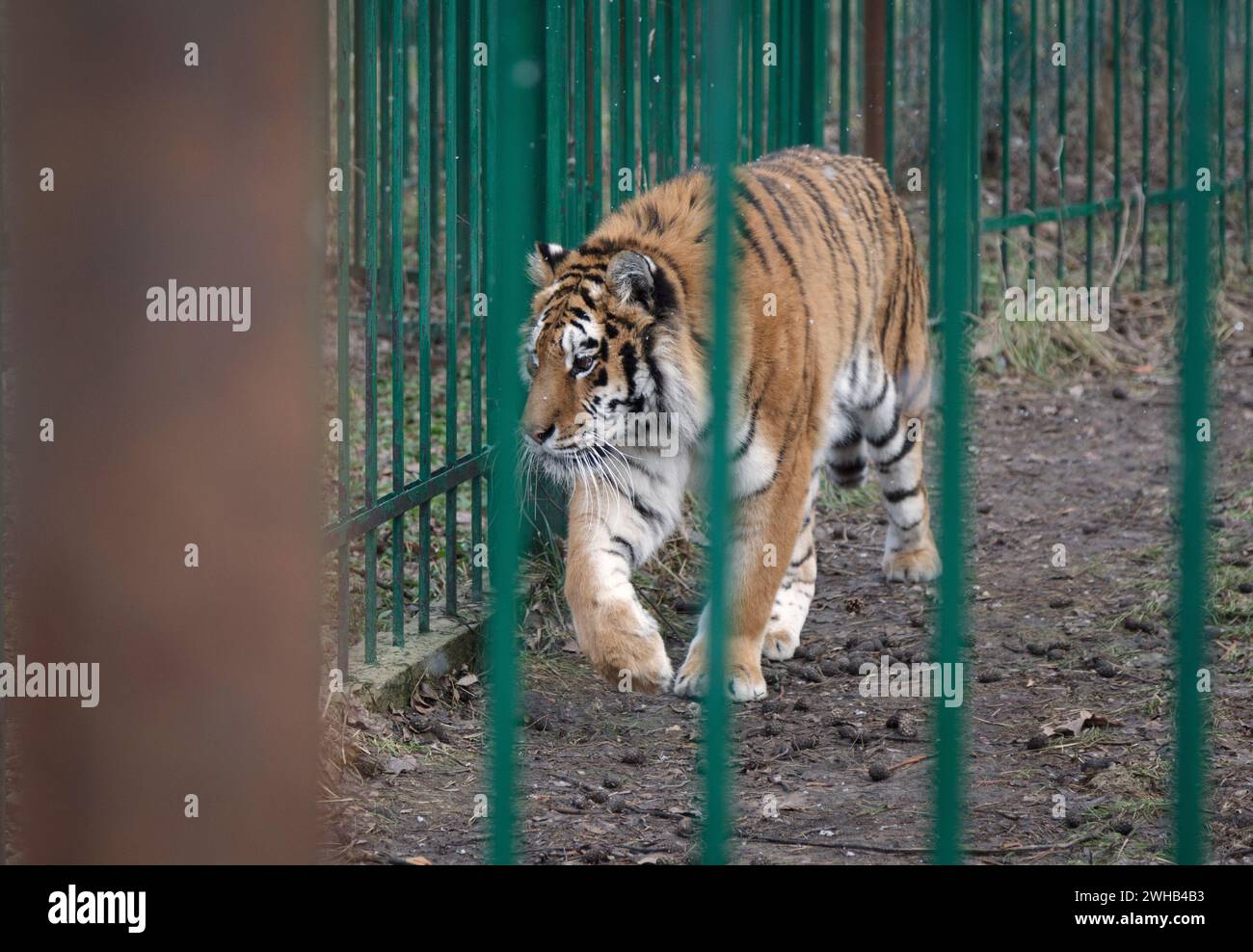 CHUBYNSKE, UKRAINE - FEBRUARY 8, 2024 - A tiger stays in an enclosure ...