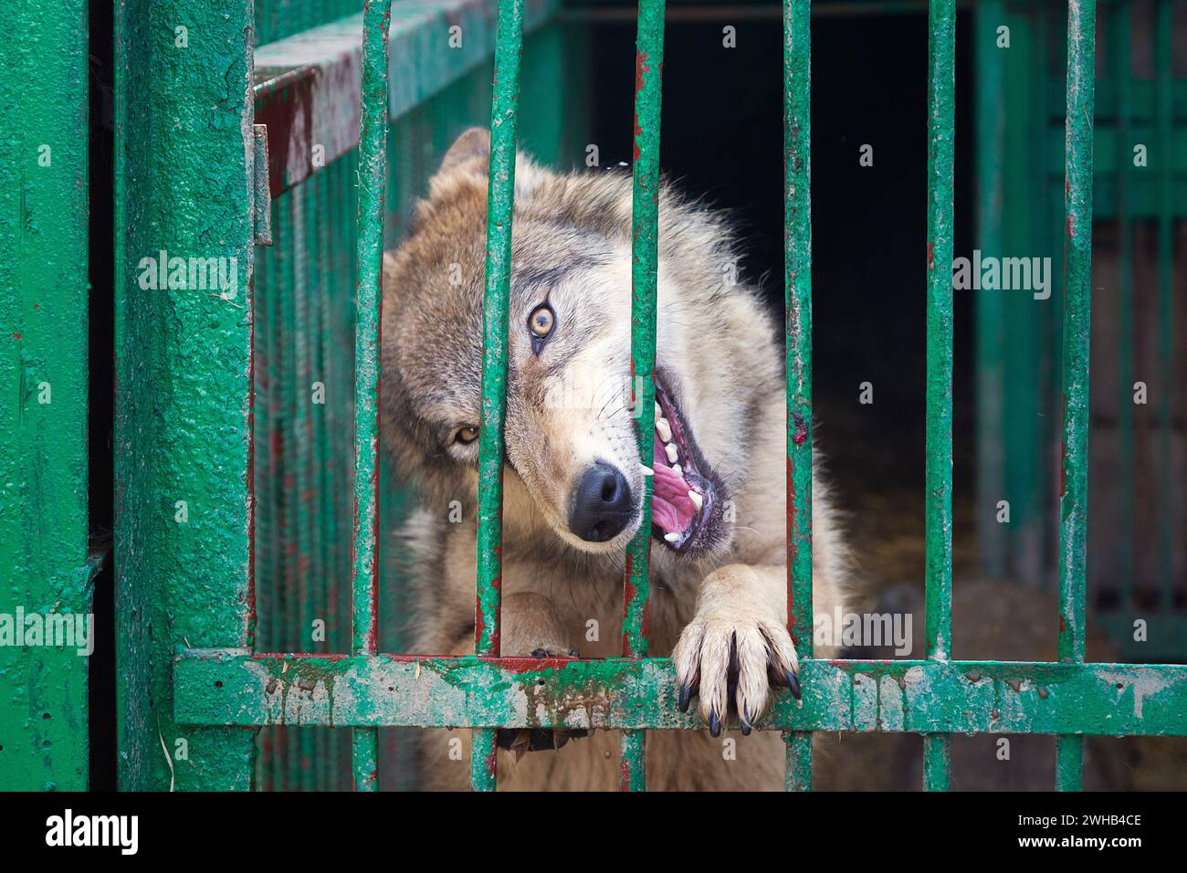 CHUBYNSKE, UKRAINE - FEBRUARY 8, 2024 - A wolf gnaws at a bar of an ...